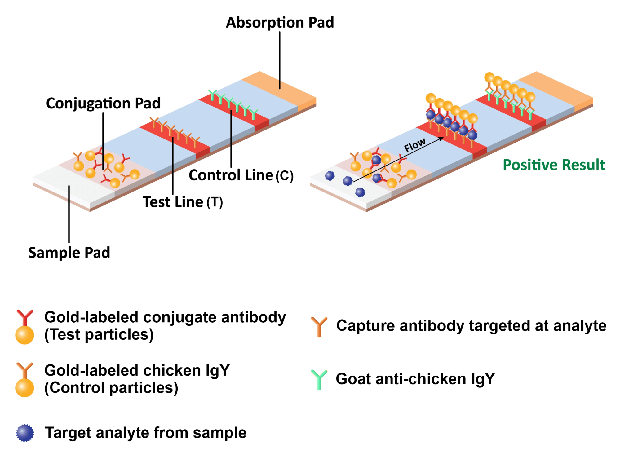 The era of lateral flow tests | BIOHIT HealthCare Ltd